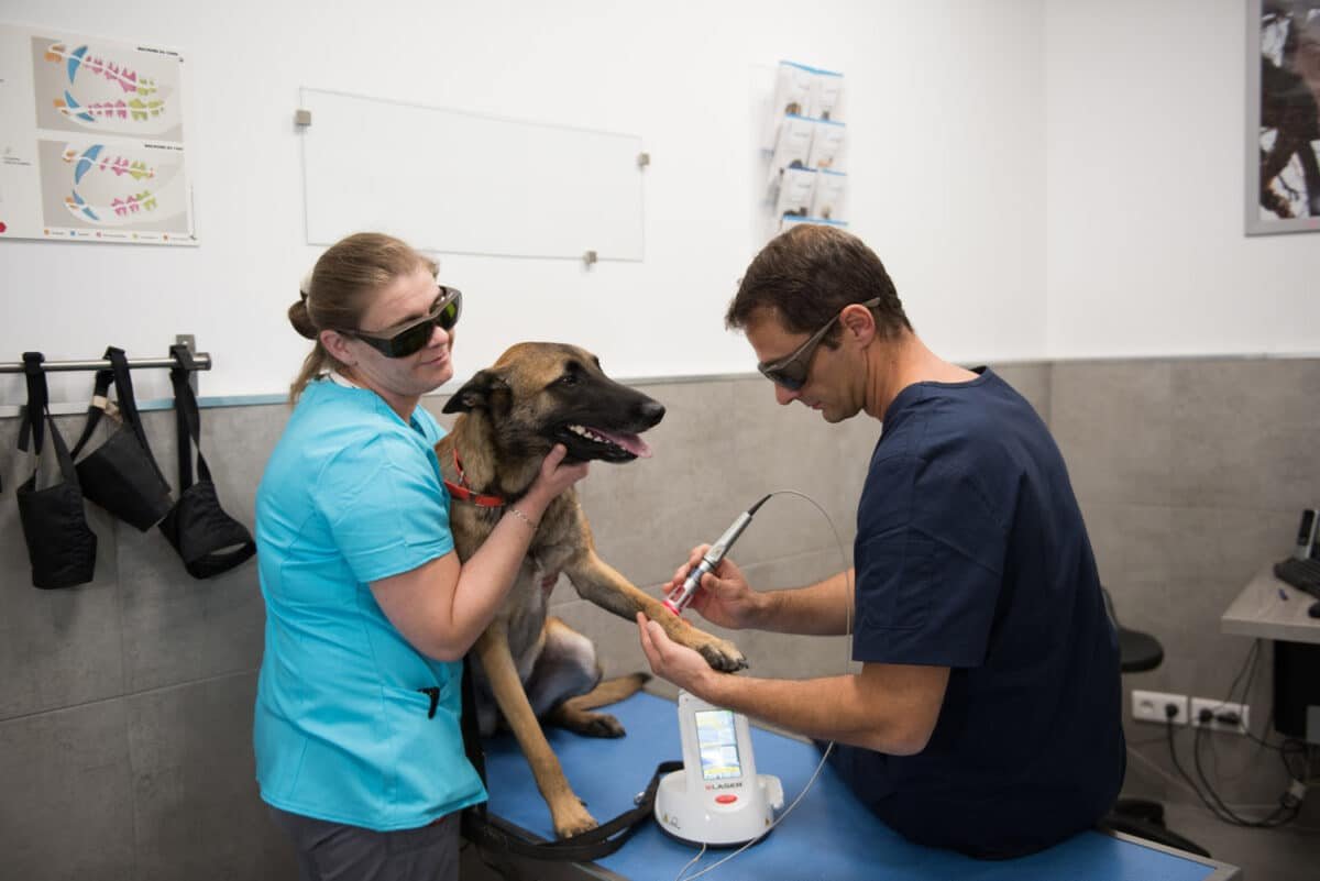 Laser médical - Clinique vétérinaire du Loup - La-Colle-sur-Loup